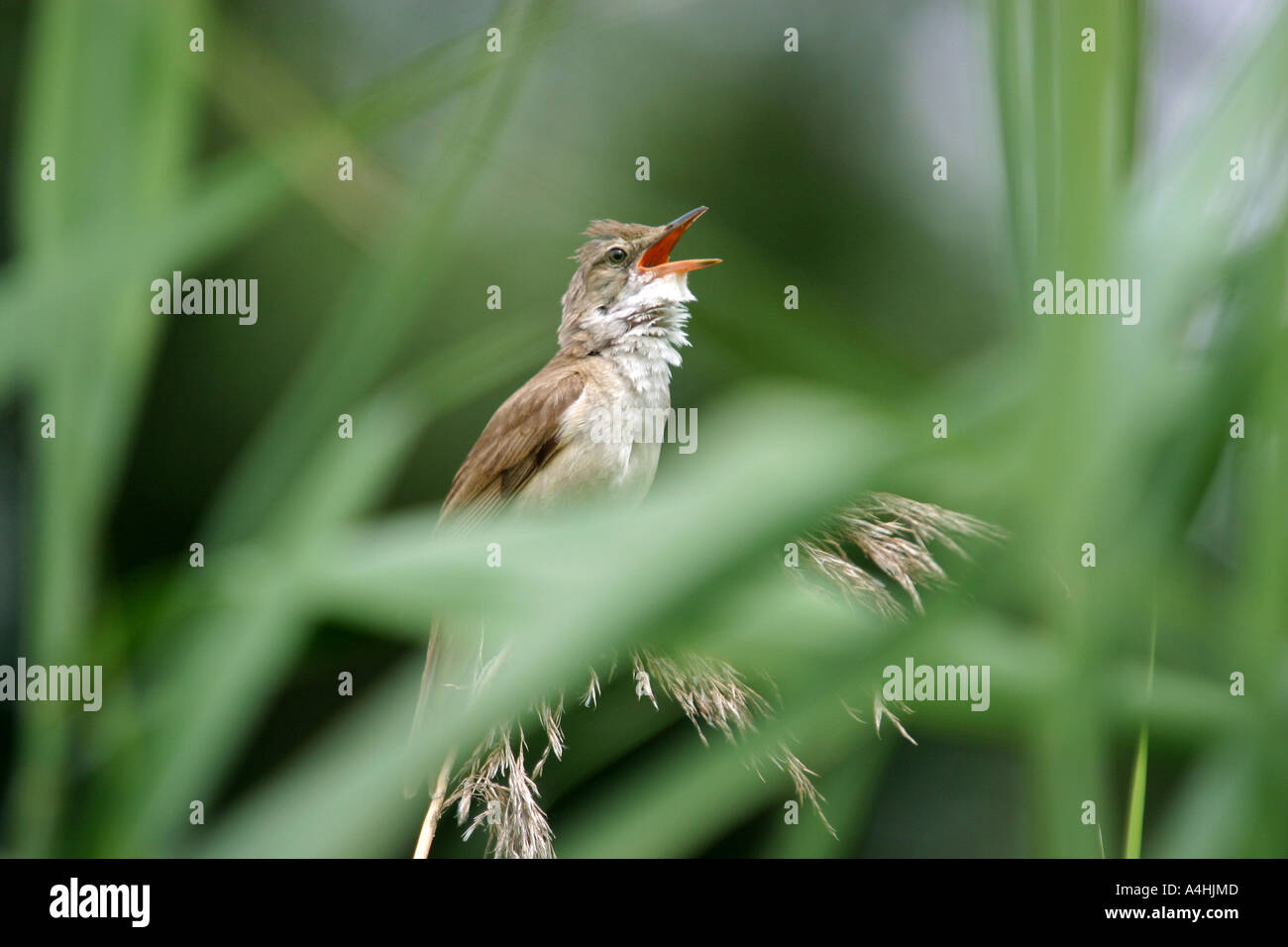 Chanting male Great Reed Warbler in reed Stock Photo - Alamy