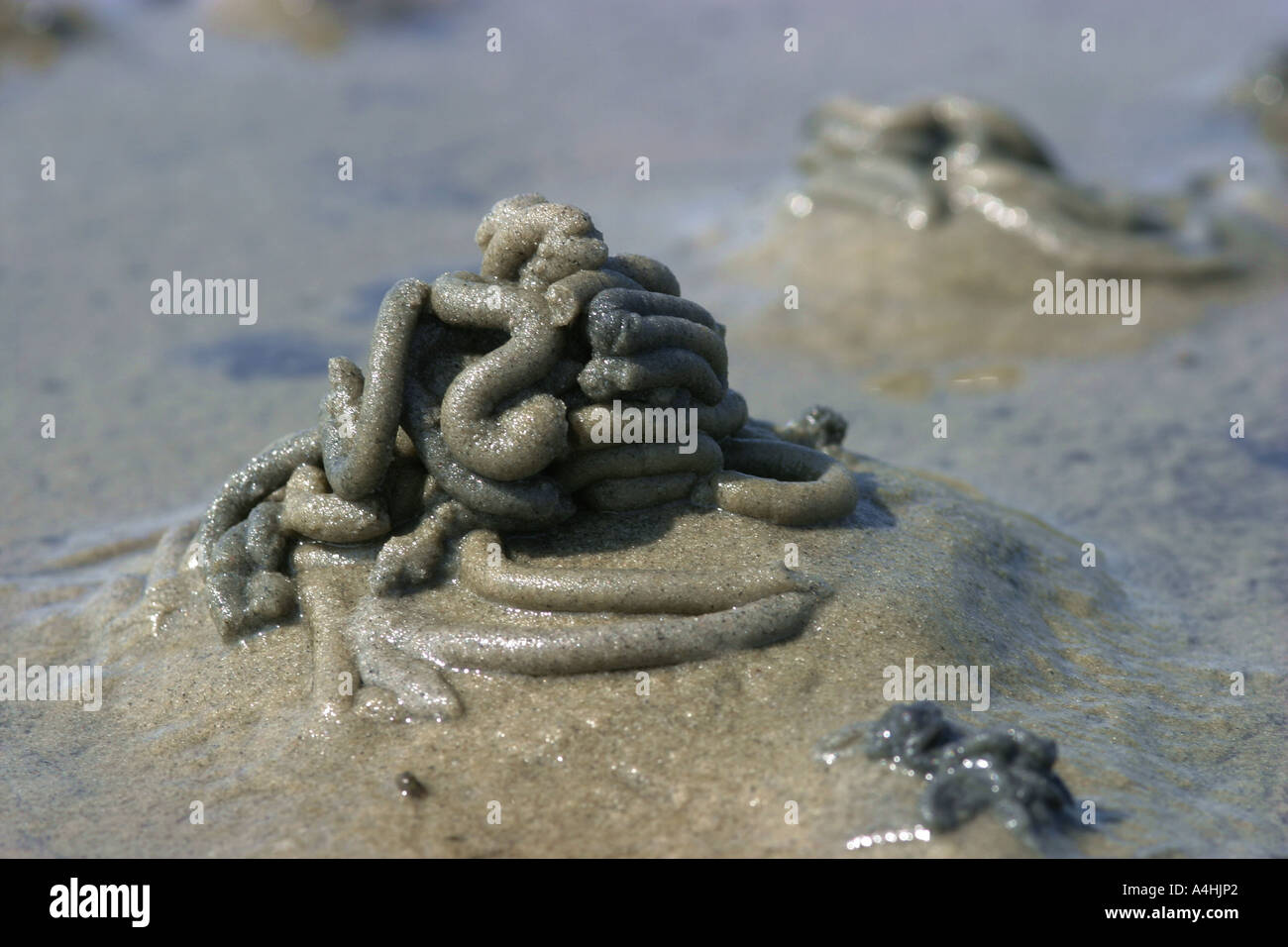 Blow lugworm hi-res stock photography and images - Alamy