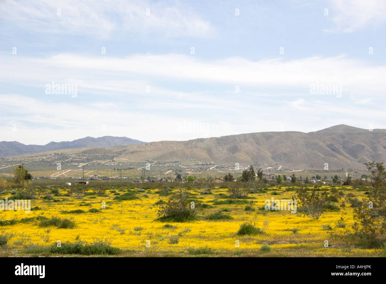 Mojave Desert In Spring Stock Photo - Alamy