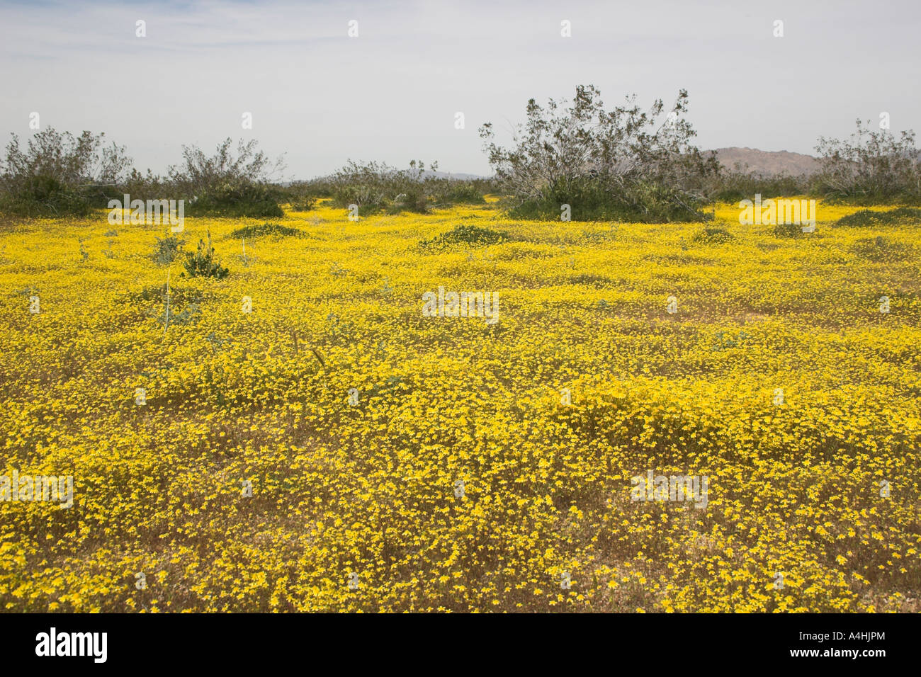 Mojave Desert In Spring Stock Photo - Alamy