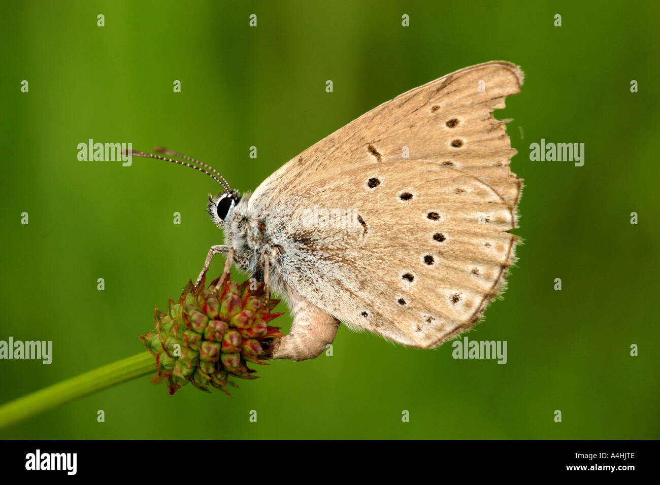 Maculinea Teleius High Resolution Stock Photography and Images - Alamy