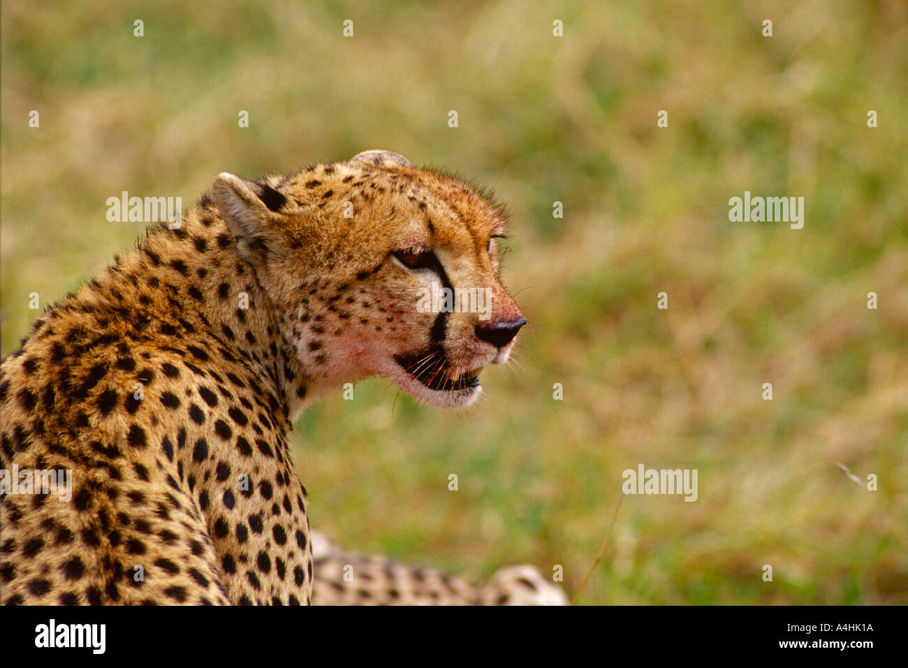 Cheetah with bloody face hi-res stock photography and images - Alamy