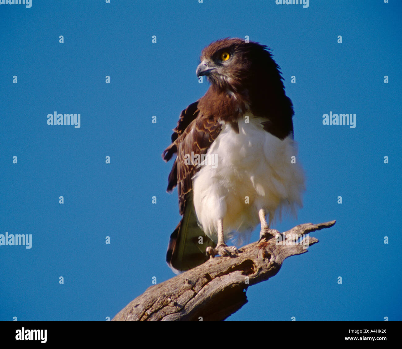 Black chested Snake Eagle Maasai Mara Kenya Circaetus pectoralis Stock ...