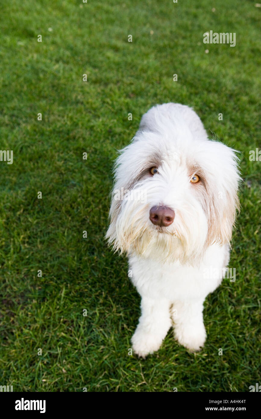 Bearded collie side hi-res stock photography and images - Alamy