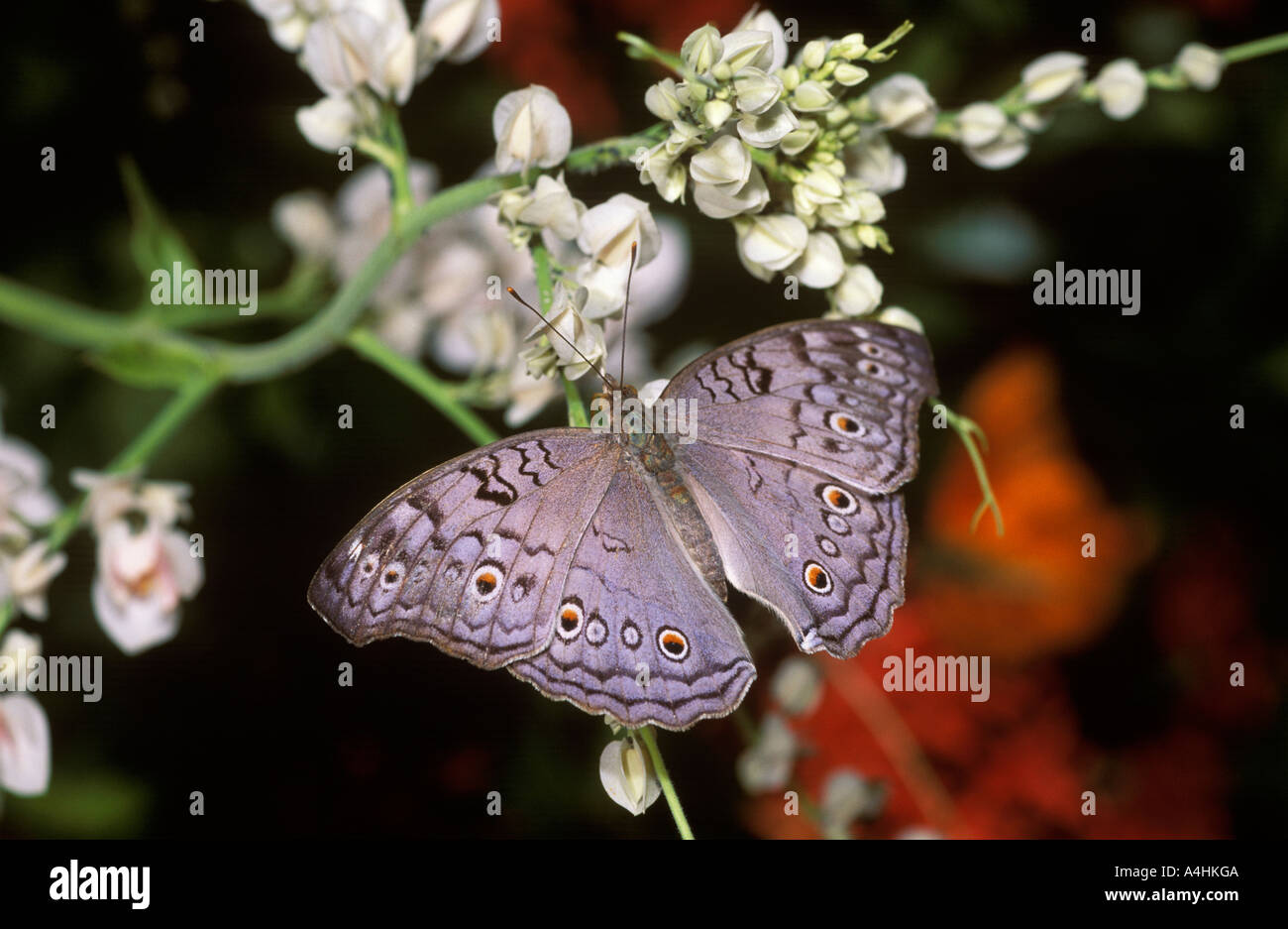 Grey Pansy butterfly ( Precis atlitis ) Malaysia Stock Photo - Alamy