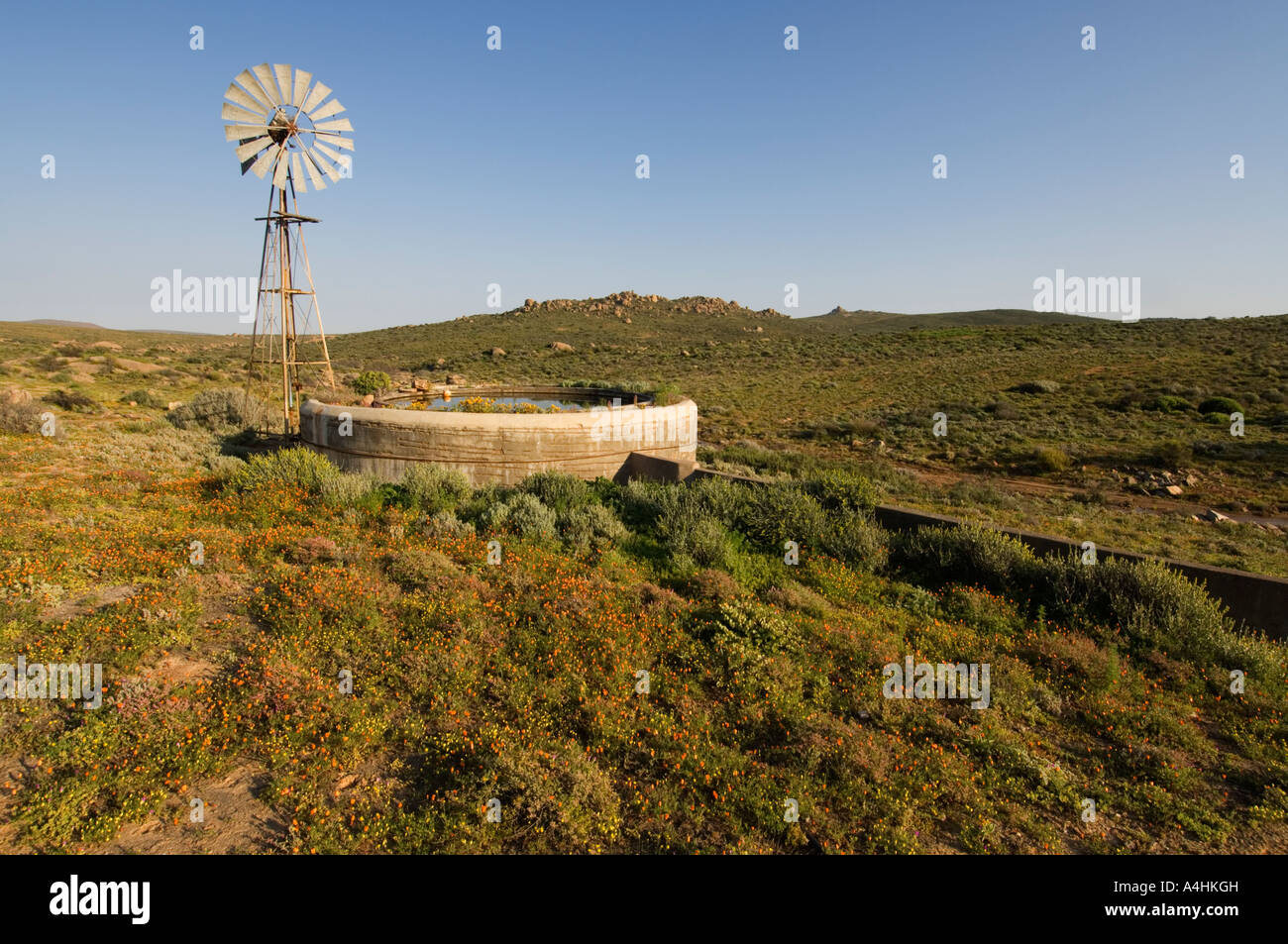 Spring flowers surrounding a borehole on farmland outside Garies ...