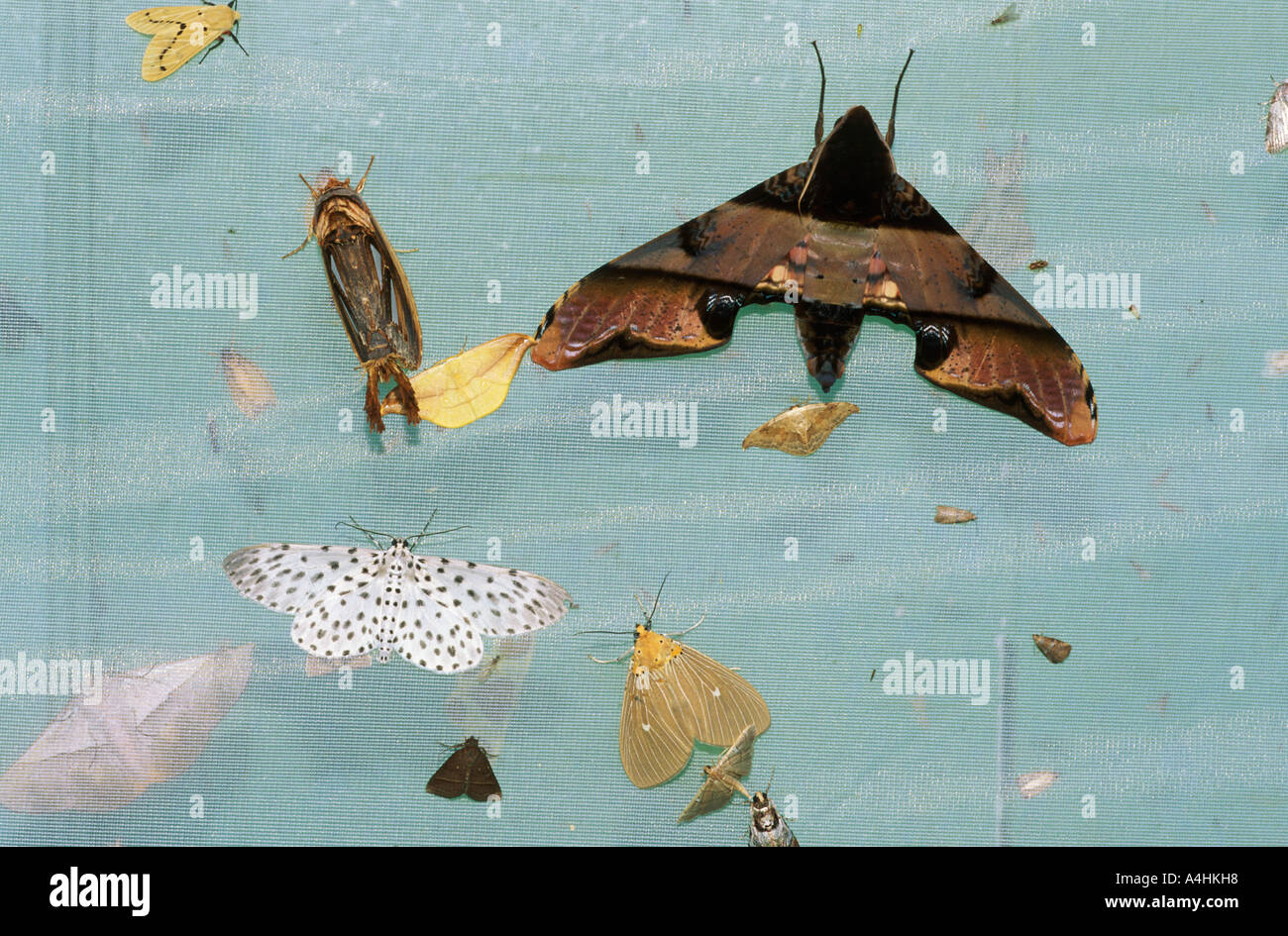 Moths up close hi-res stock photography and images - Alamy