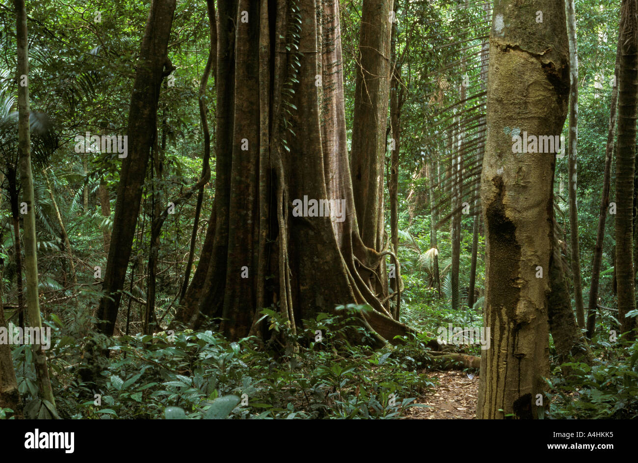Giant tree in virgin forest - Tioman Island Malaysia Stock Photo - Alamy