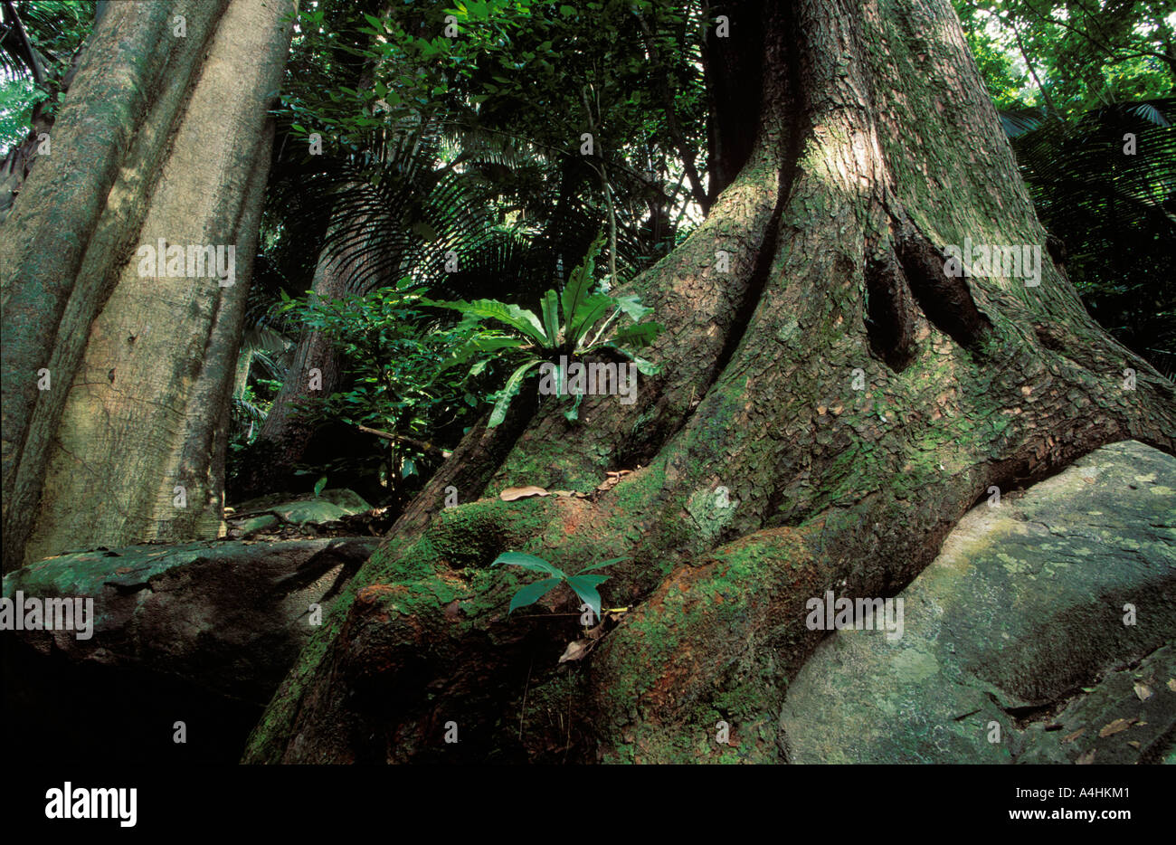 Rain forest jungle tioman island hi-res stock photography and images ...