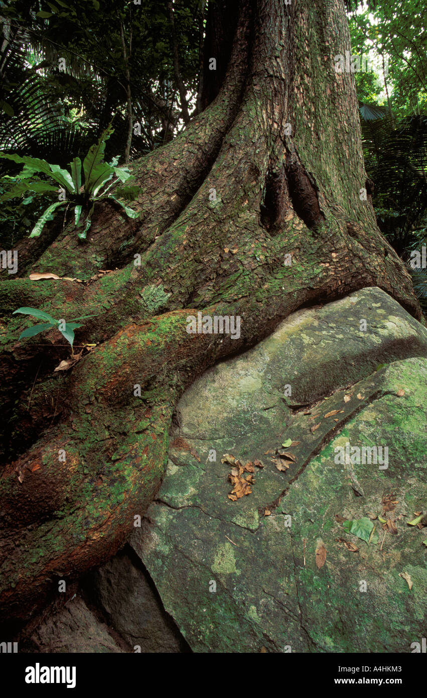 Giant tree on rock in virgin forest - Tioman Island Malaysia Stock ...
