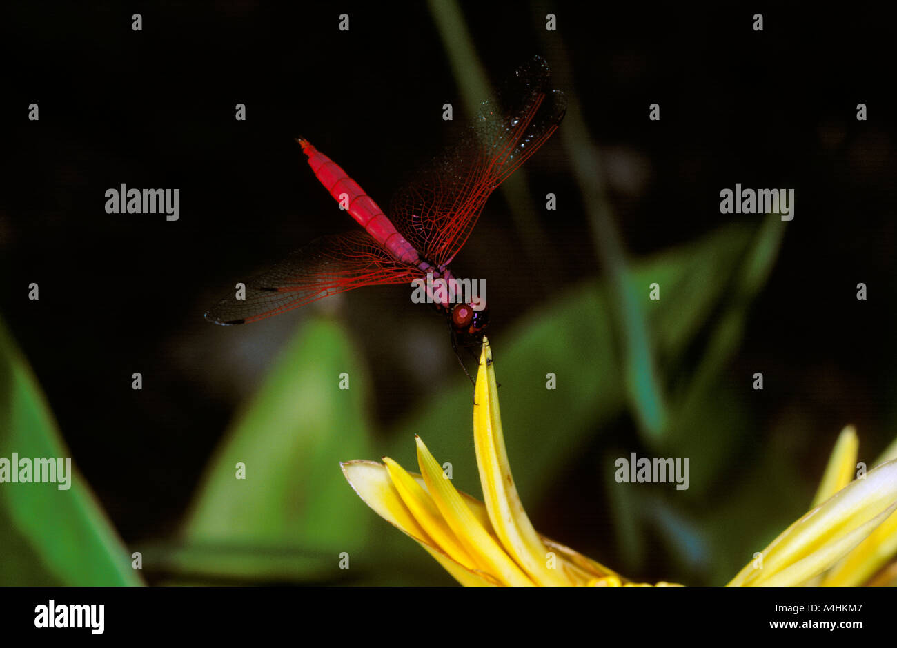 Dragonfly malaysia insects hi-res stock photography and images - Alamy