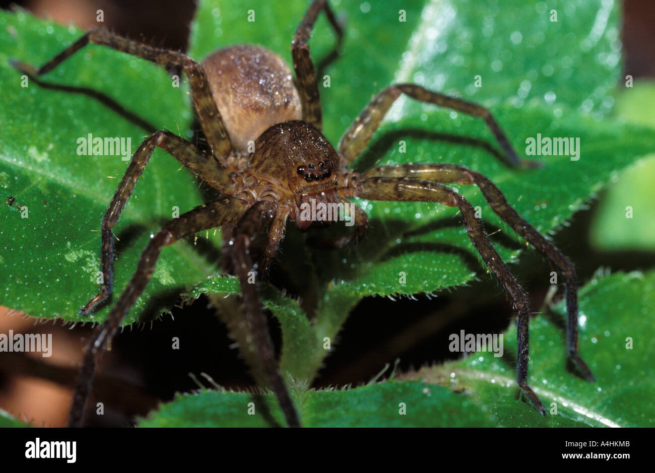 Lycosoidea High Resolution Stock Photography and Images - Alamy