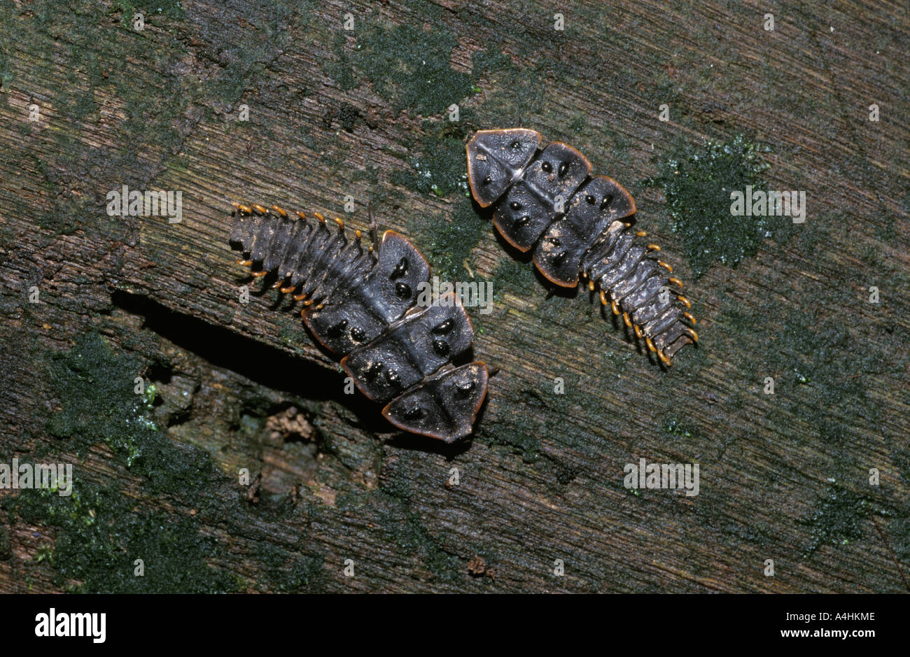 Duliticola sp hi-res stock photography and images - Alamy