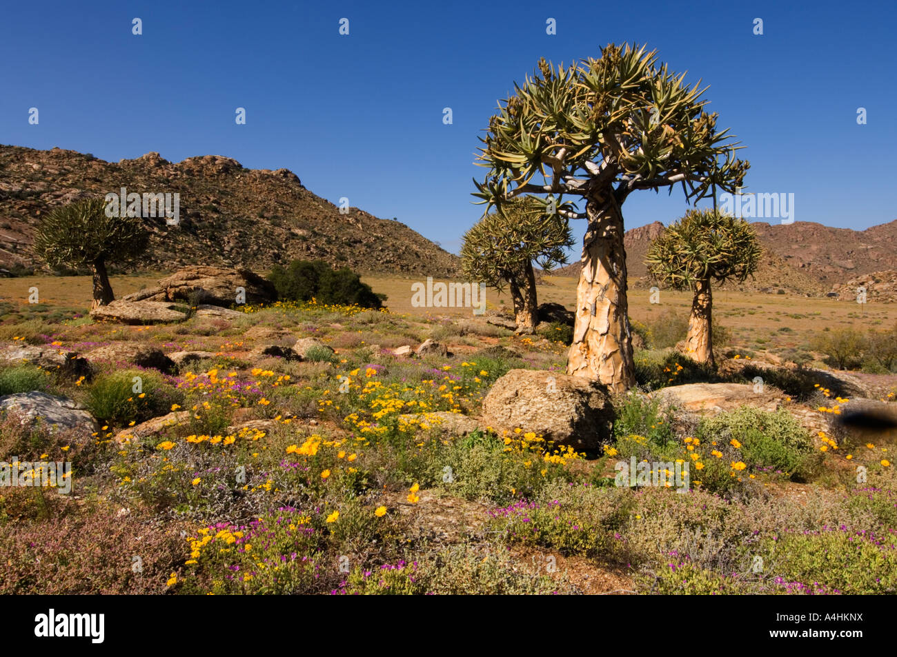 Quiver tree Aloe dichotoma Goegap Nature Reserve Springbok Namaqualand ...