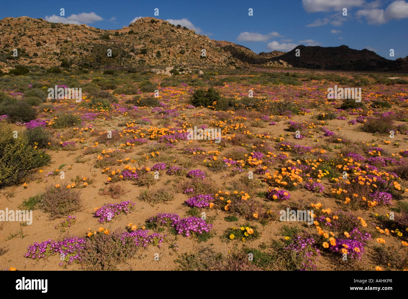 Spring flowers in Goegap Nature Reserve Springbok Namaqualand South ...