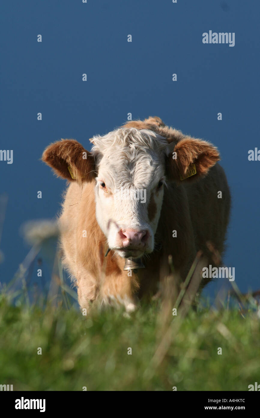 Bull bell hi-res stock photography and images - Alamy
