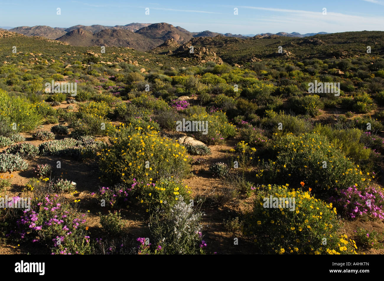 Spring flowers in Goegap Nature Reserve Springbok Namaqualand South ...