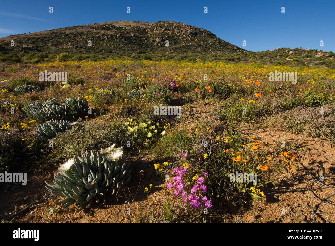 Spring flowers in Goegap Nature Reserve Springbok Namaqualand South ...