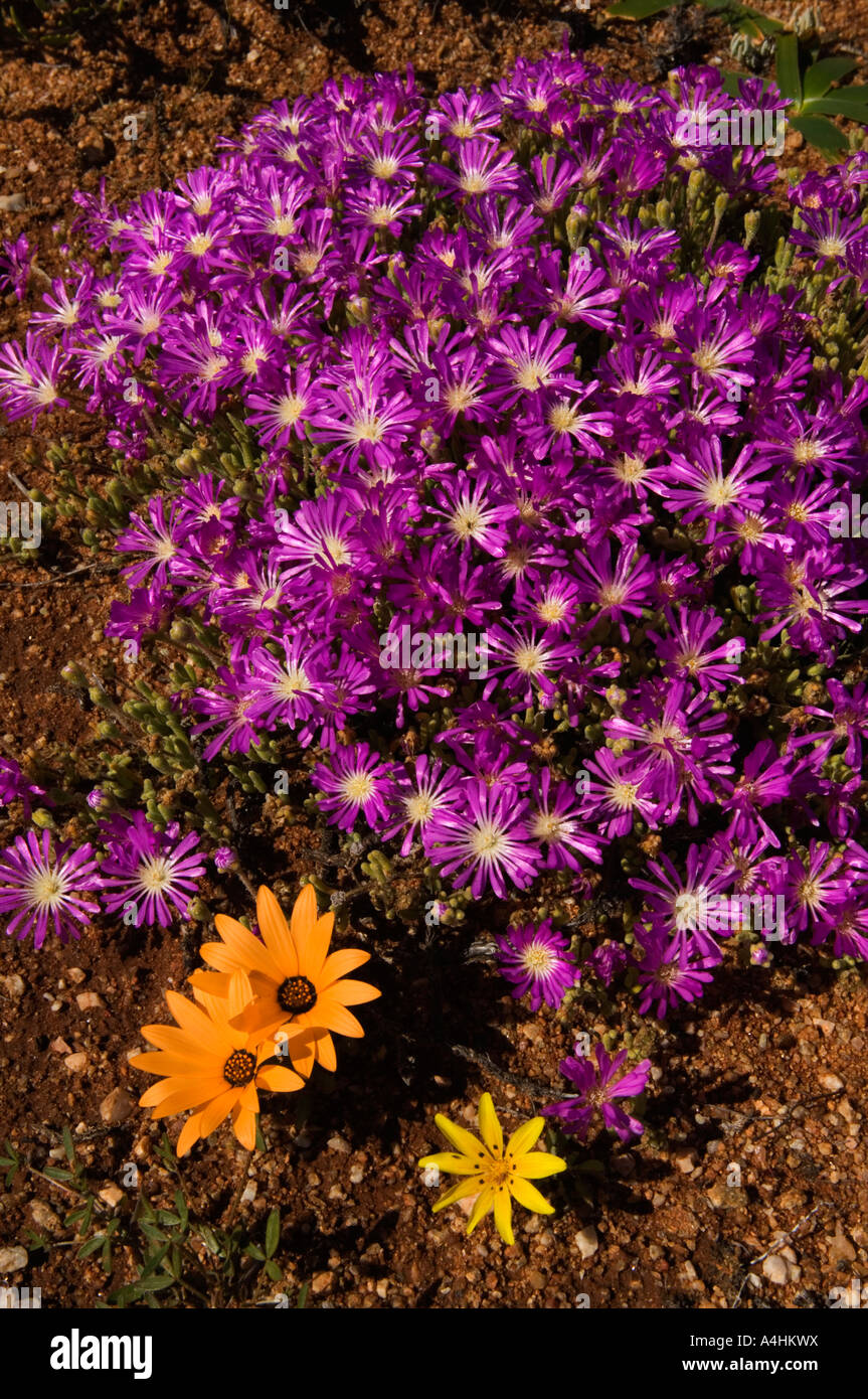Spring flowers in Goegap Nature Reserve Springbok Namaqualand South ...