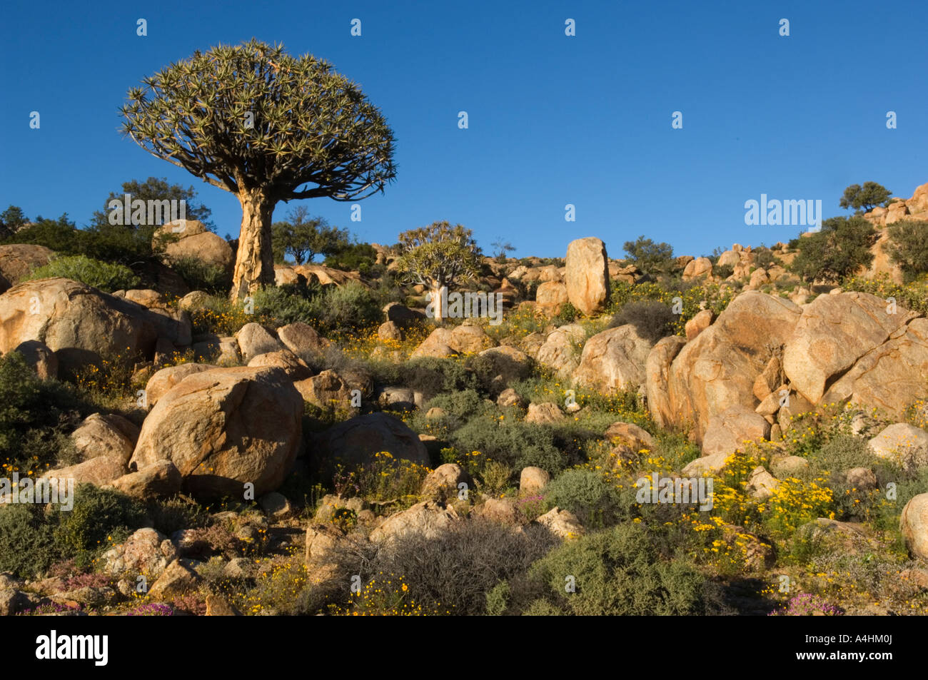 Quiver tree Aloe dichotoma Goegap Nature Reserve Springbok Namaqualand ...