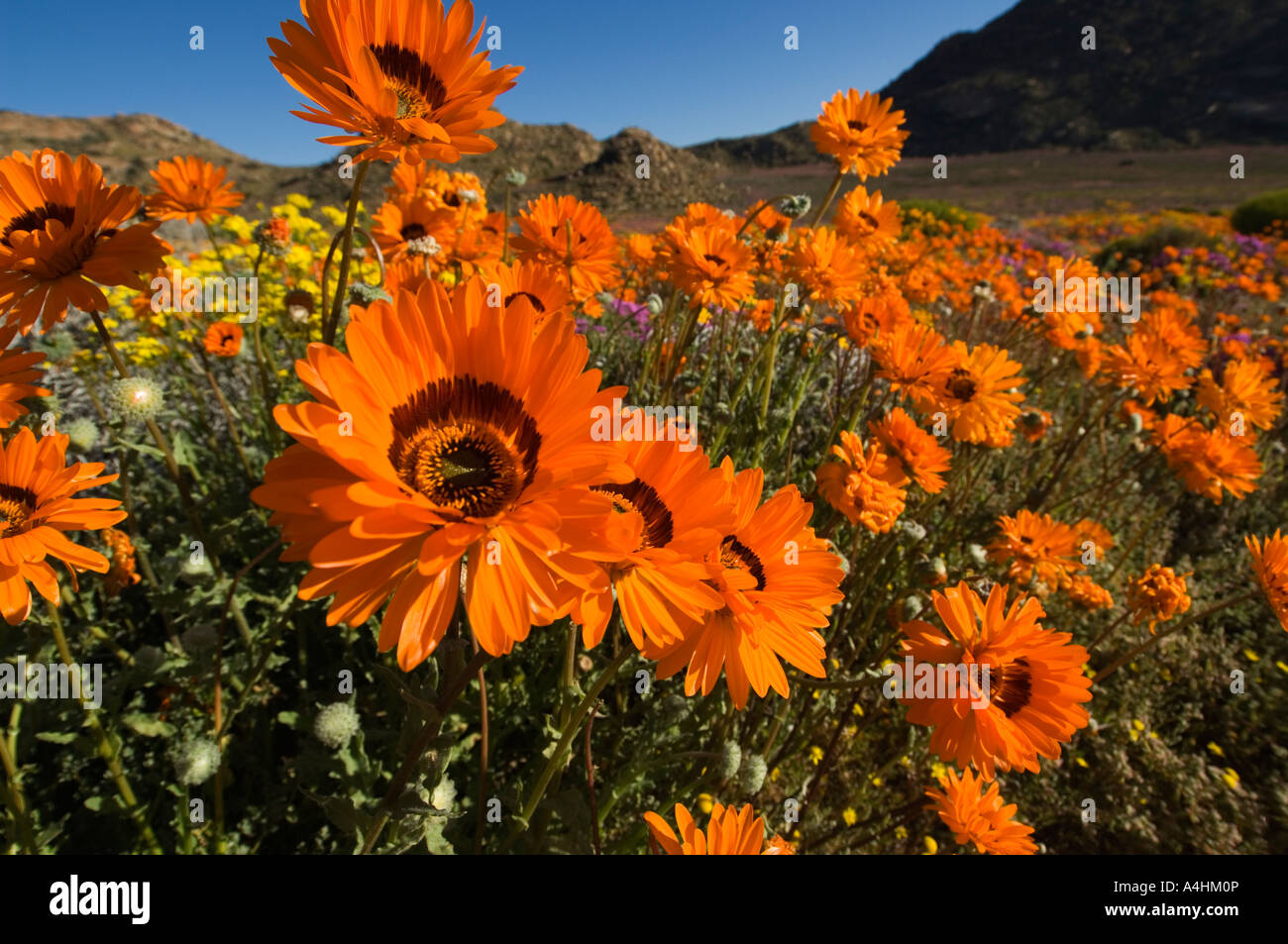 Arctotis fastuosa hi-res stock photography and images - Alamy