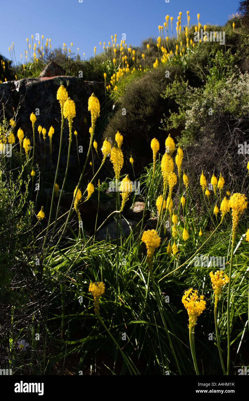 March bulbinella Bulbinella nutans Spring flowers in Goegap Nature ...