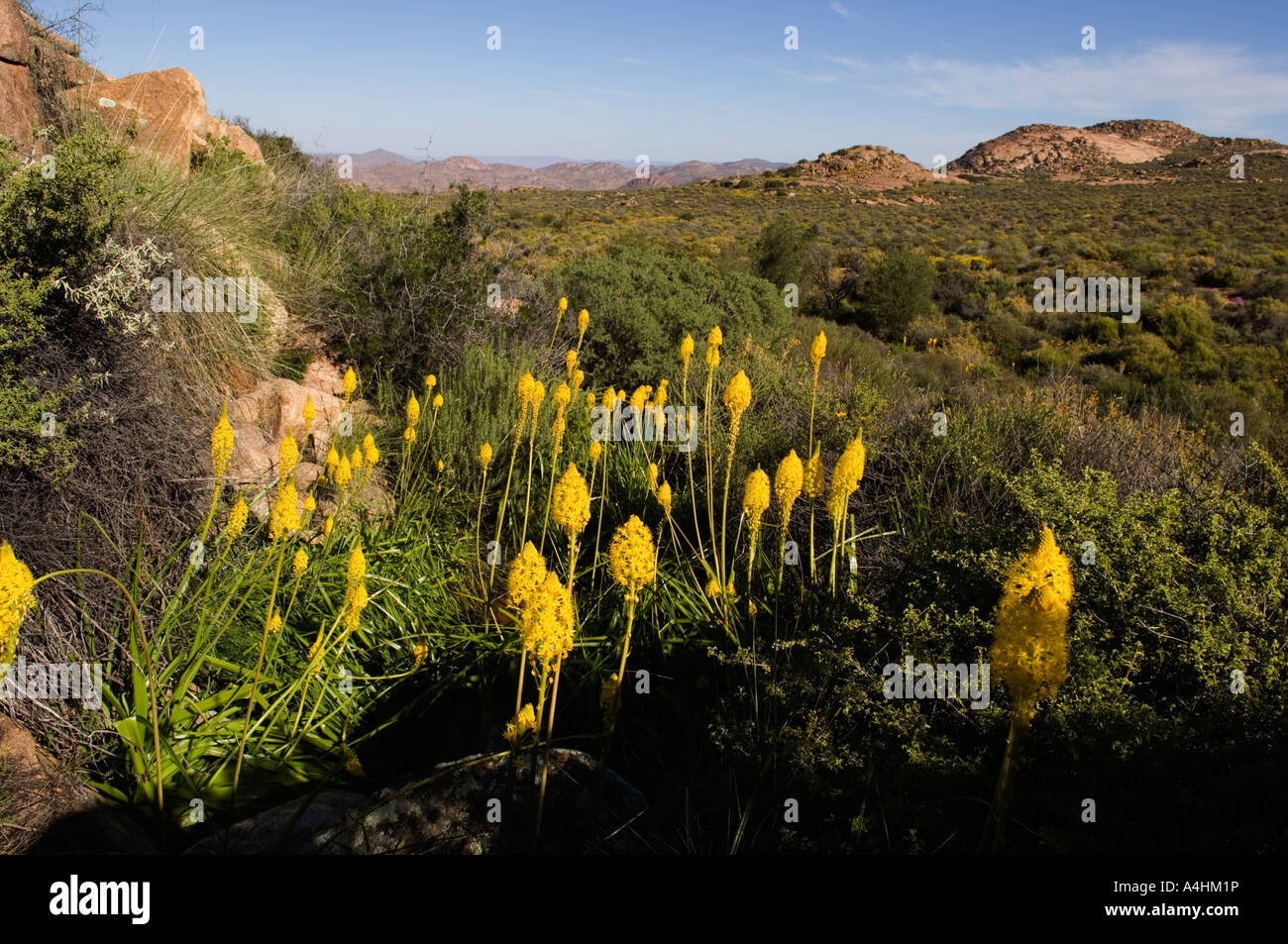 March bulbinella Bulbinella nutans Spring flowers in Goegap Nature ...