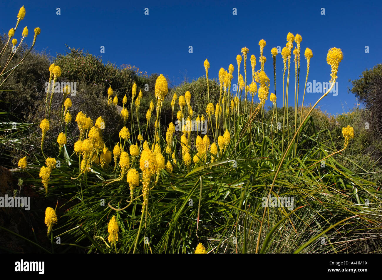 Bulbinella nutans hi-res stock photography and images - Alamy