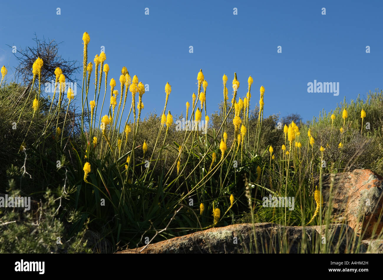 March bulbinella Bulbinella nutans Spring flowers in Goegap Nature ...