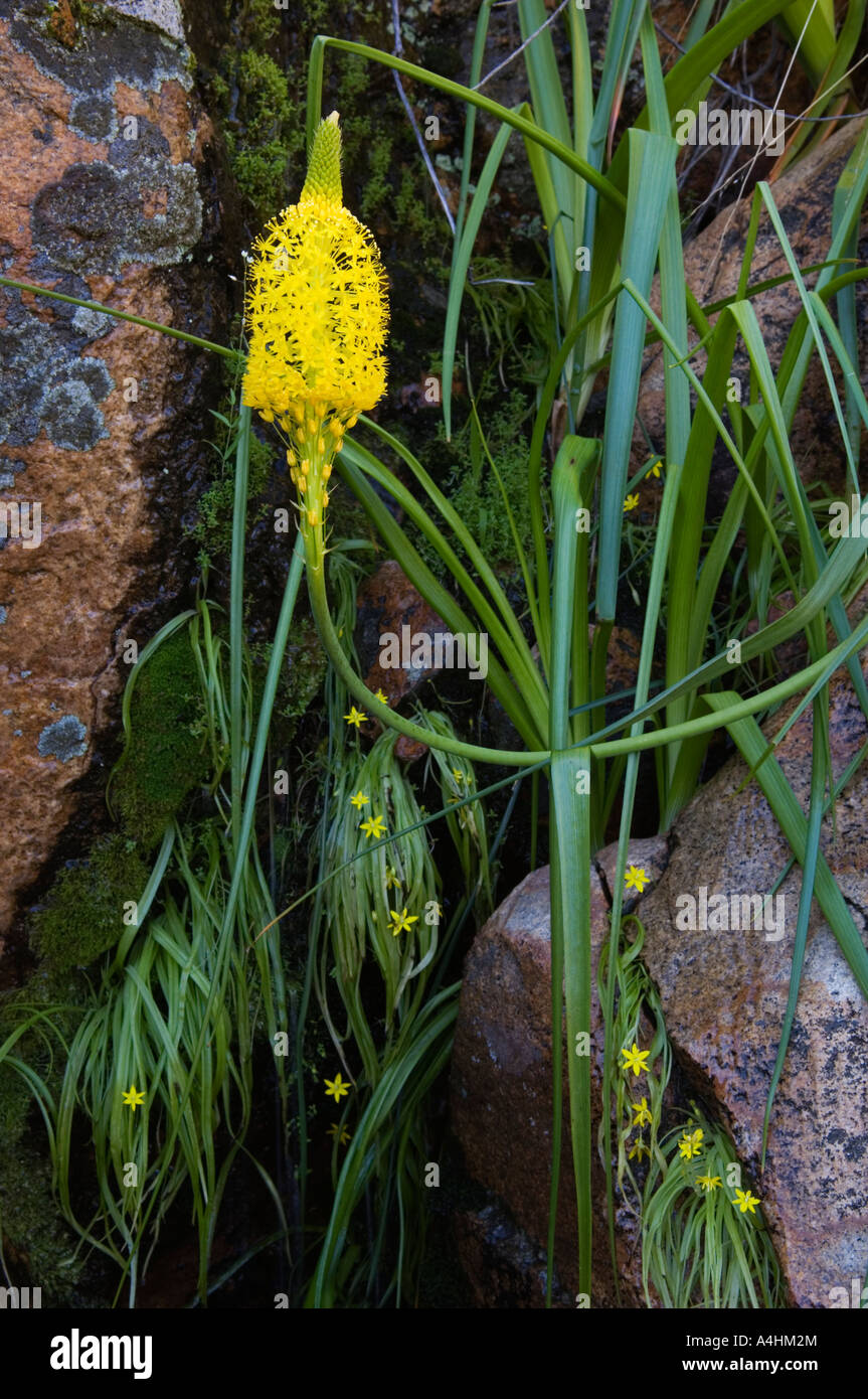 March bulbinella Bulbinella nutans Spring flowers in Goegap Nature ...