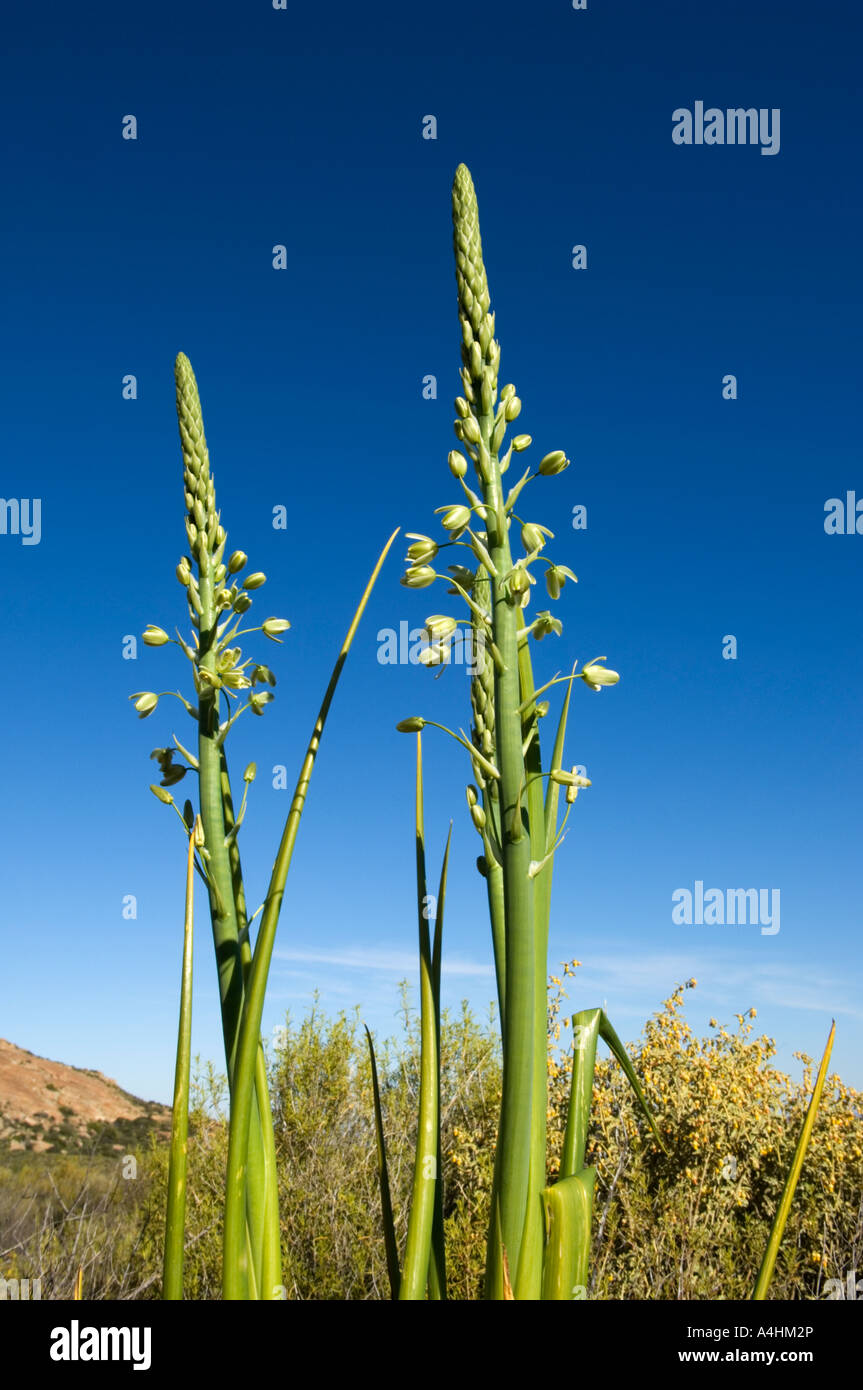 Albucamaxima hi-res stock photography and images - Alamy