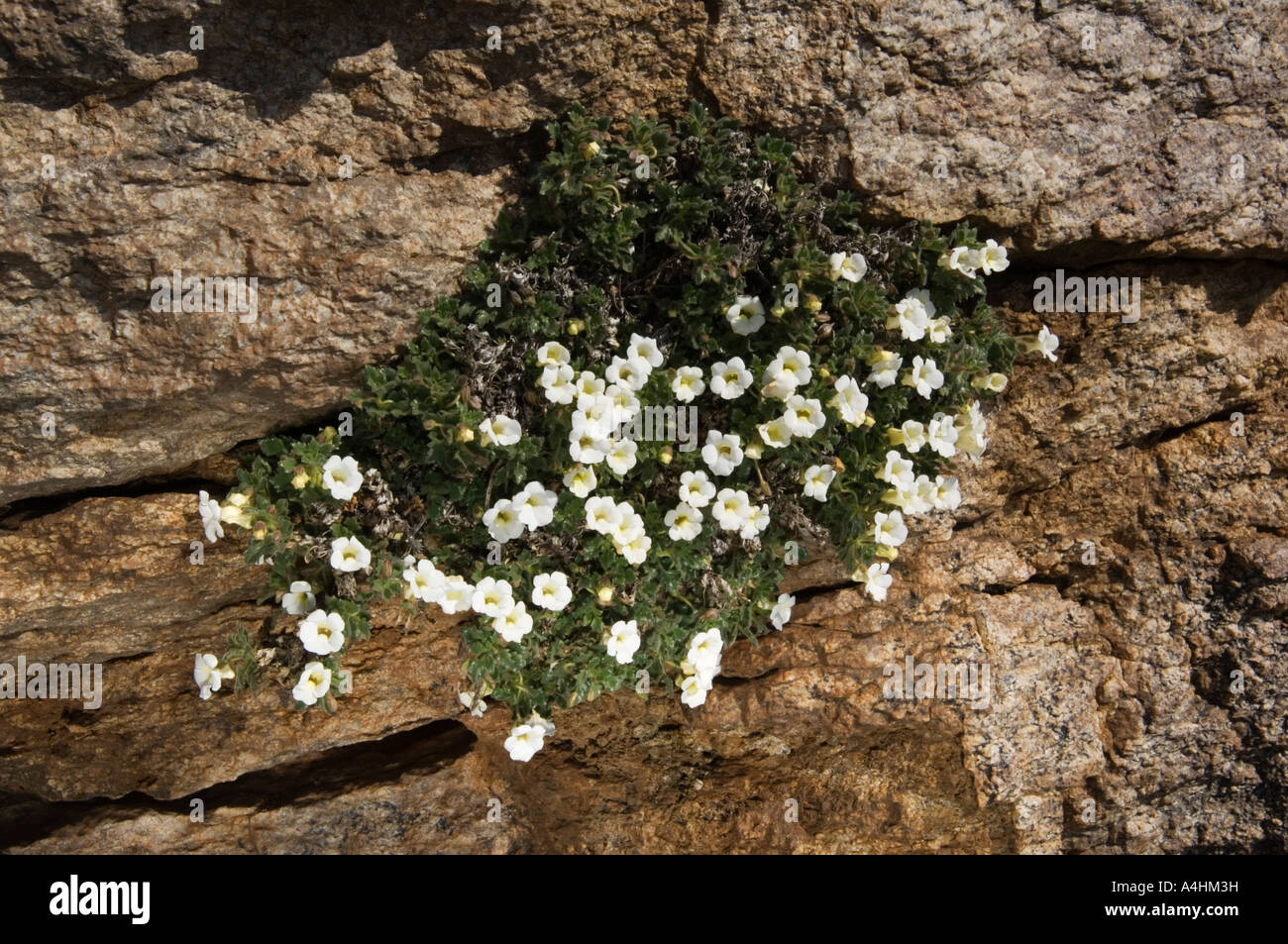 Rock snapdragon, Colpias mollis Goegap Nature Reserve Springbok ...