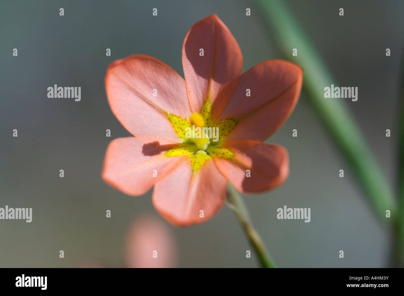 Common Cape tulip Moraea miniata Spring flowers in Goegap Nature ...