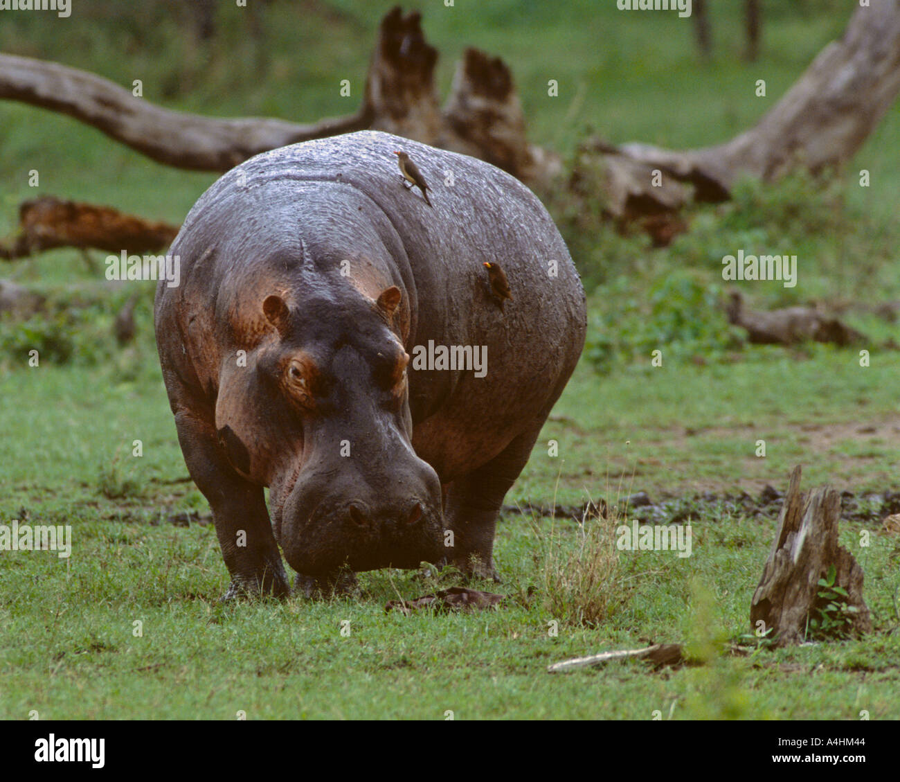 Hippo Grazing Serengeti hippopotamus amphibius Stock Photo - Alamy