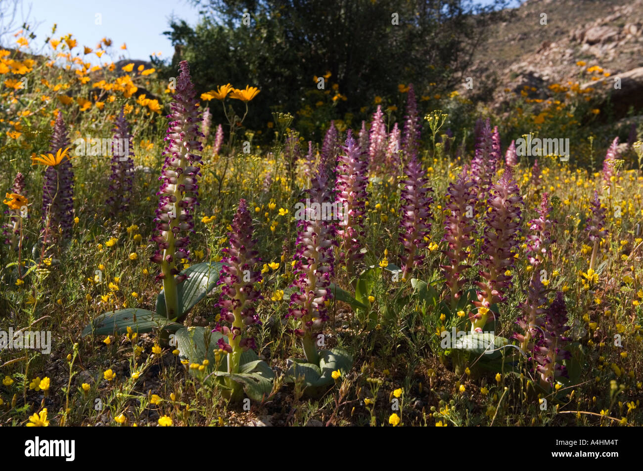 Lachenalia carnosa fleshy leaved lachenalia Spring flowers in Goegap Nature Reserve Springbok ...