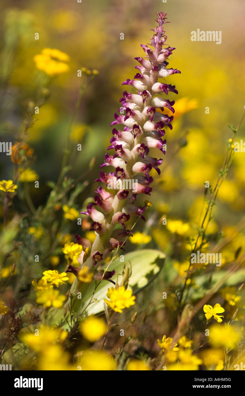 Lachenalia carnosa fleshy leaved lachenalia Spring flowers in Goegap Nature Reserve Springbok ...