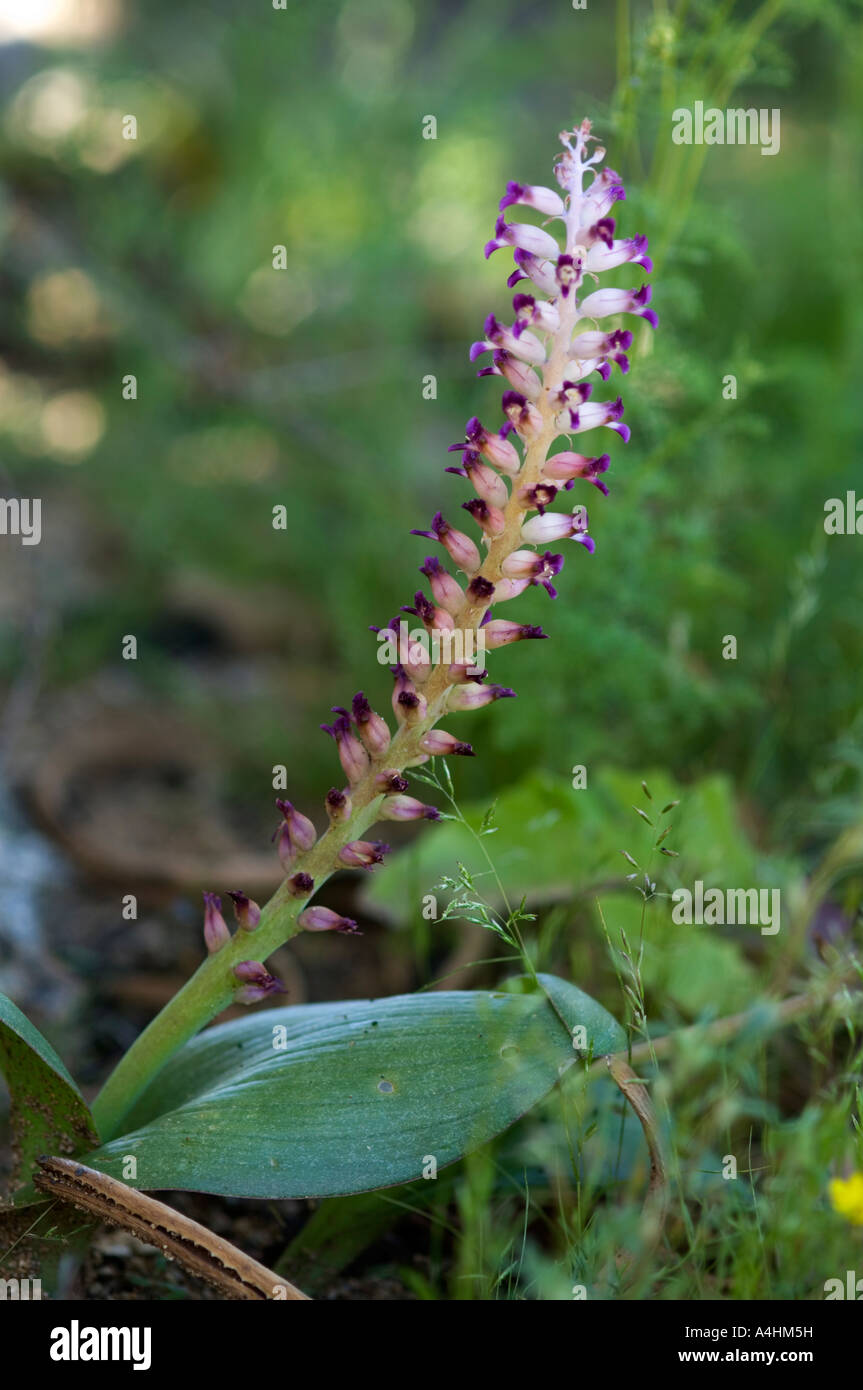 Lachenalia carnosa fleshy leaved lachenalia Spring flowers in Goegap Nature Reserve Springbok ...