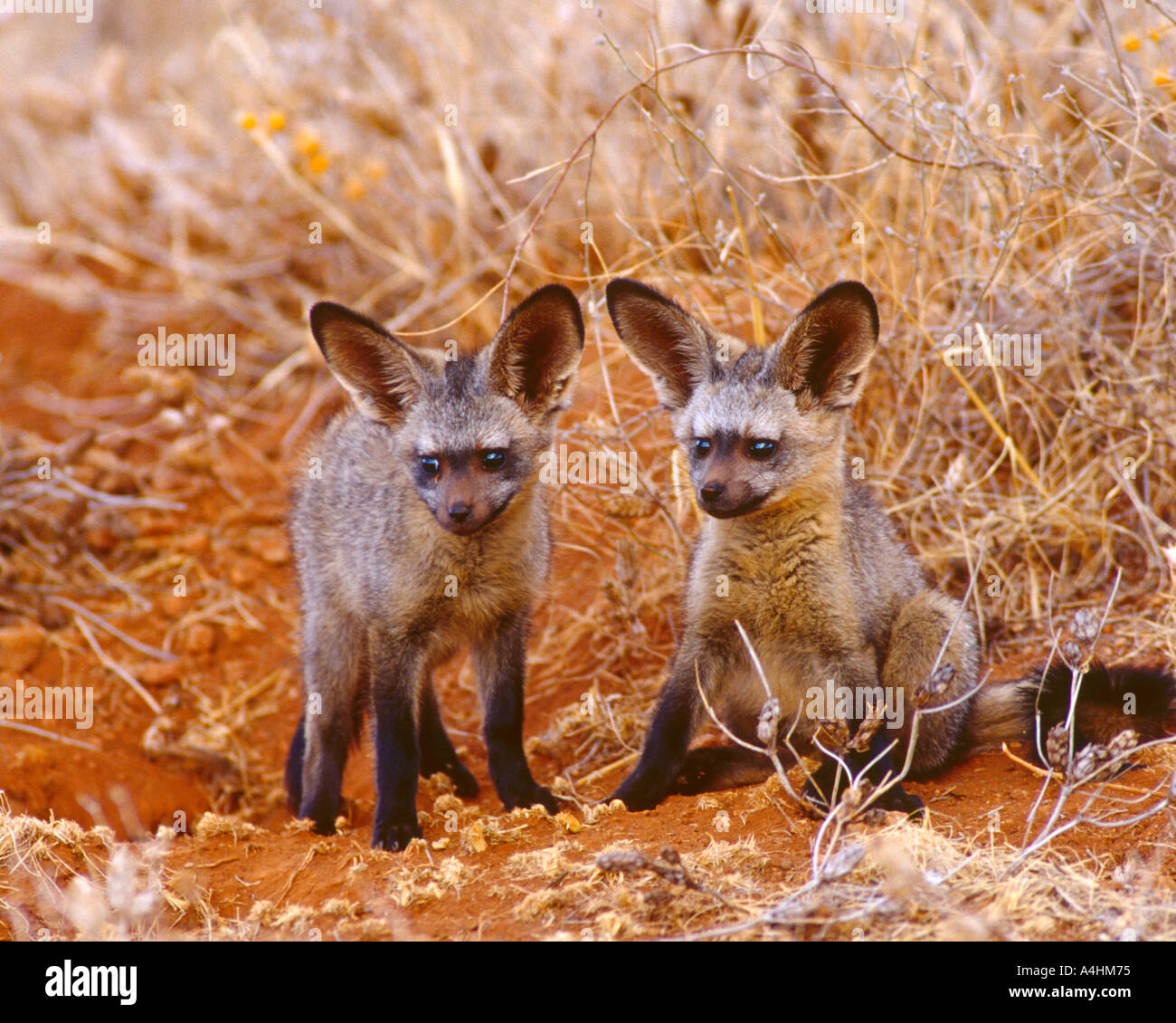 Bat eared Fox Cubs Samburu Game Reserve Kenya Otocyon megalotis Stock ...