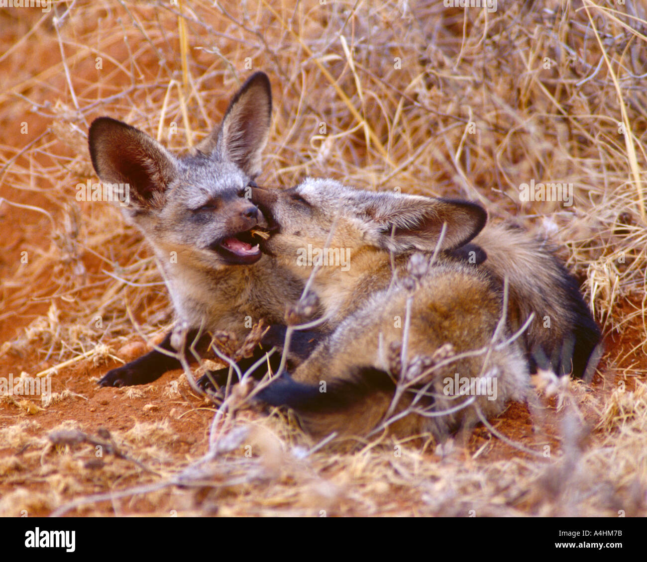Bat eared Fox Cubs Playing Samburu Game Reserve Kenya Otocyon megalotis ...