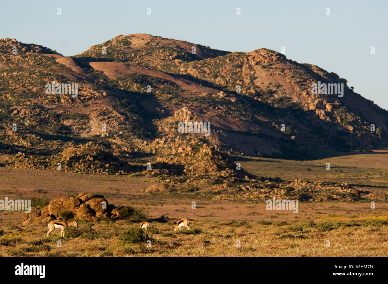 Springbok flowers hi-res stock photography and images - Alamy