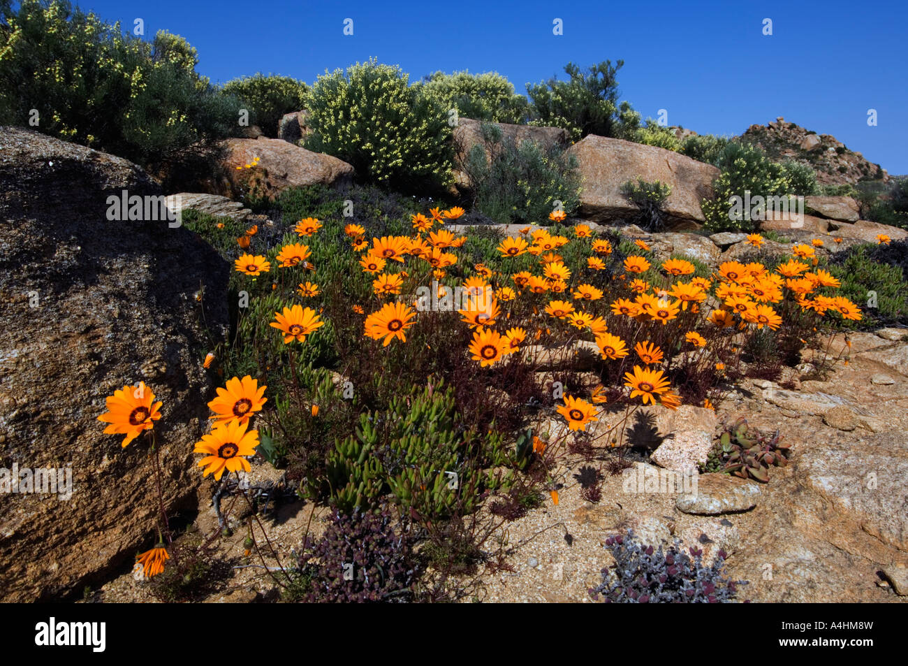 Namaqua parachute daisy hi-res stock photography and images - Alamy