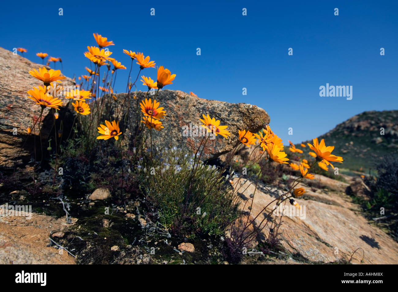 Namaqua parachute daisy Ursinia calenduliflora Spring flowers on ...
