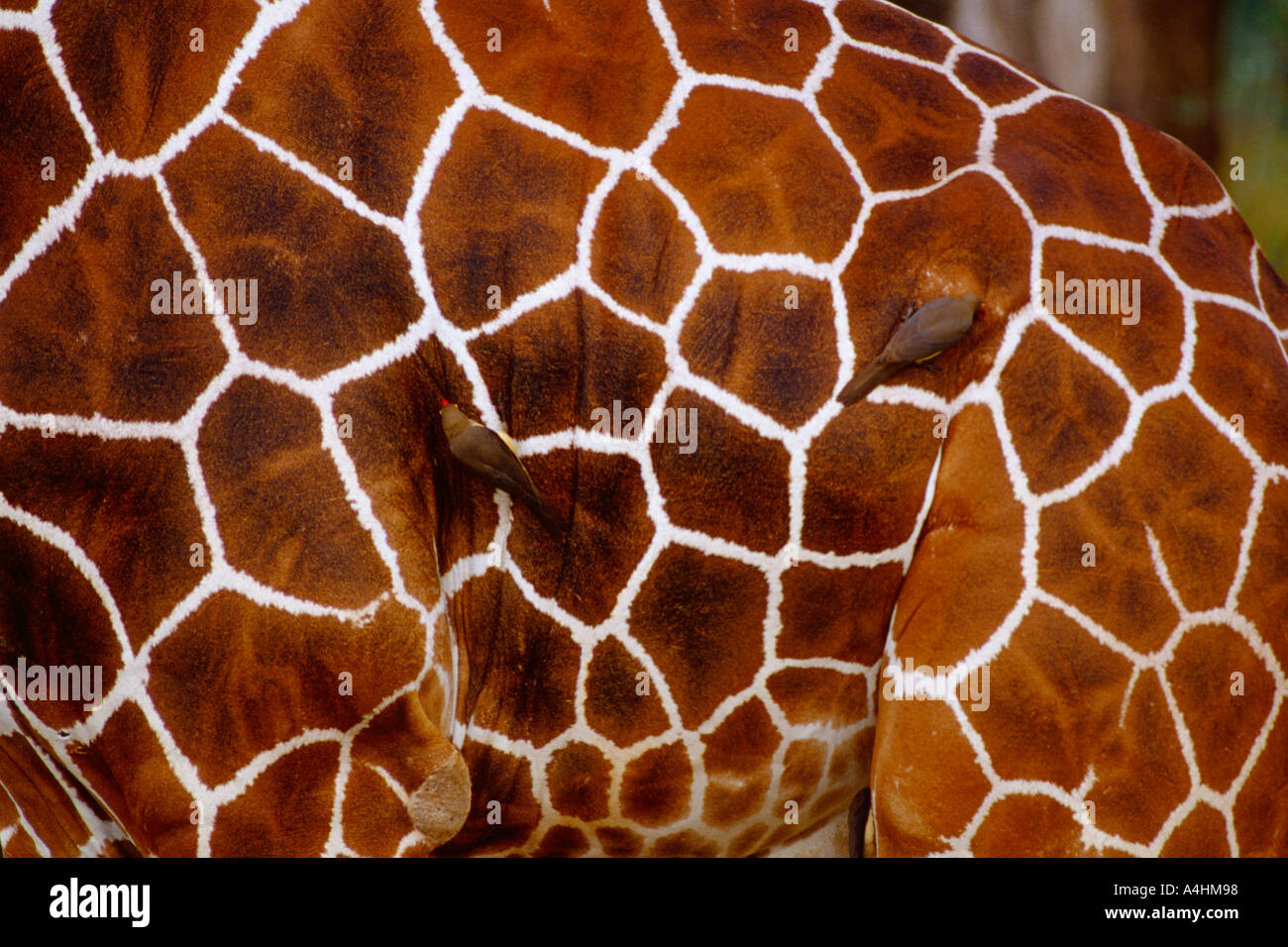 Reticulated Giraffe with Red billed Oxpeckers Maasai Mara Kenya Giraffa ...