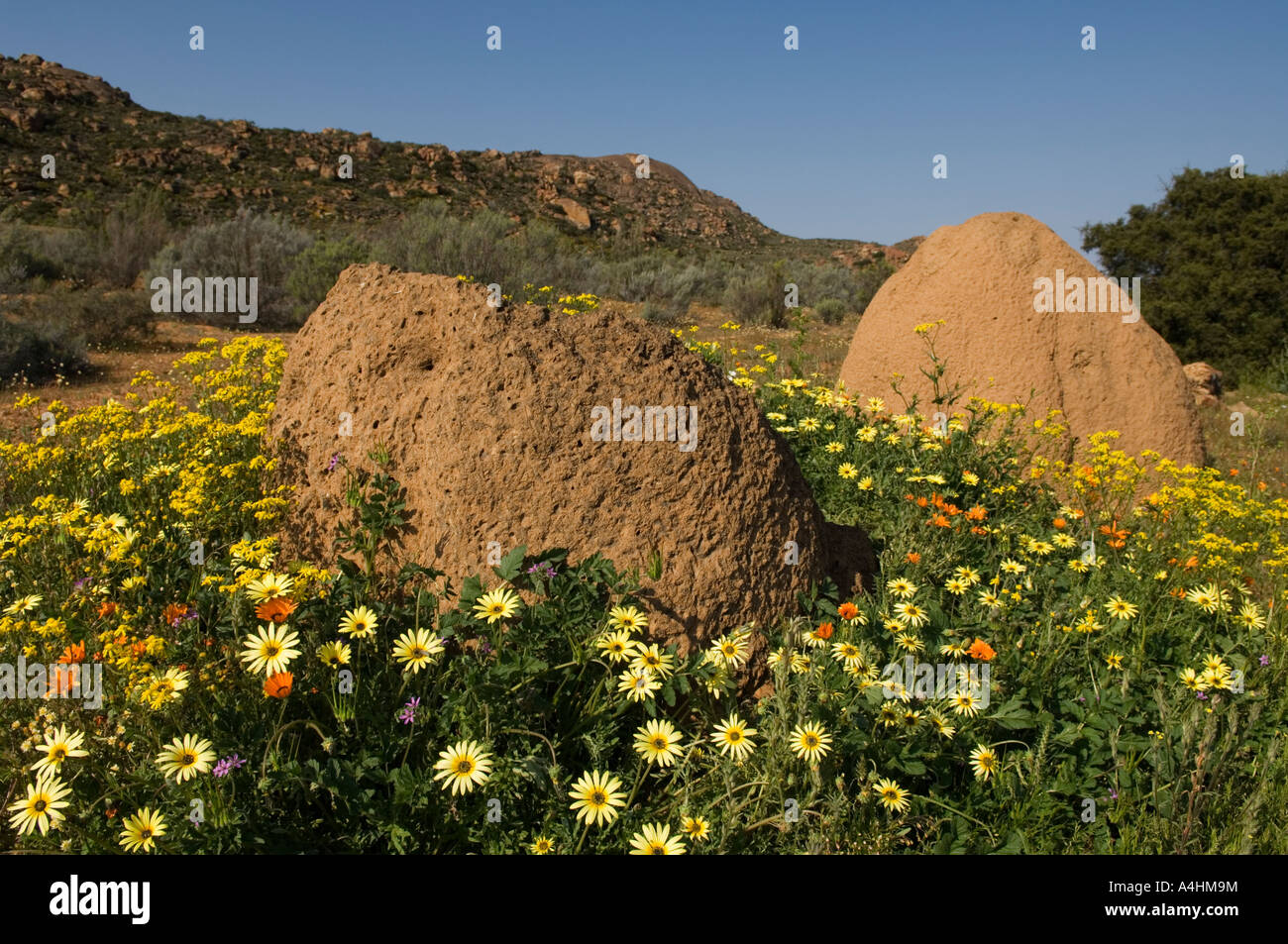 Spring flowers surrounding a termite mound on Kamiesberg near ...