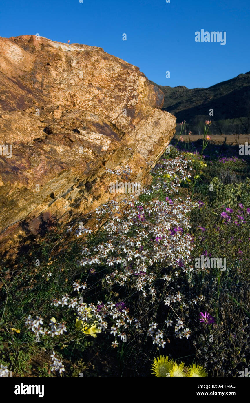 Spring flowers on Kamiesberg near Kamieskroon Namaqualand South Africa Stock Photo - Alamy