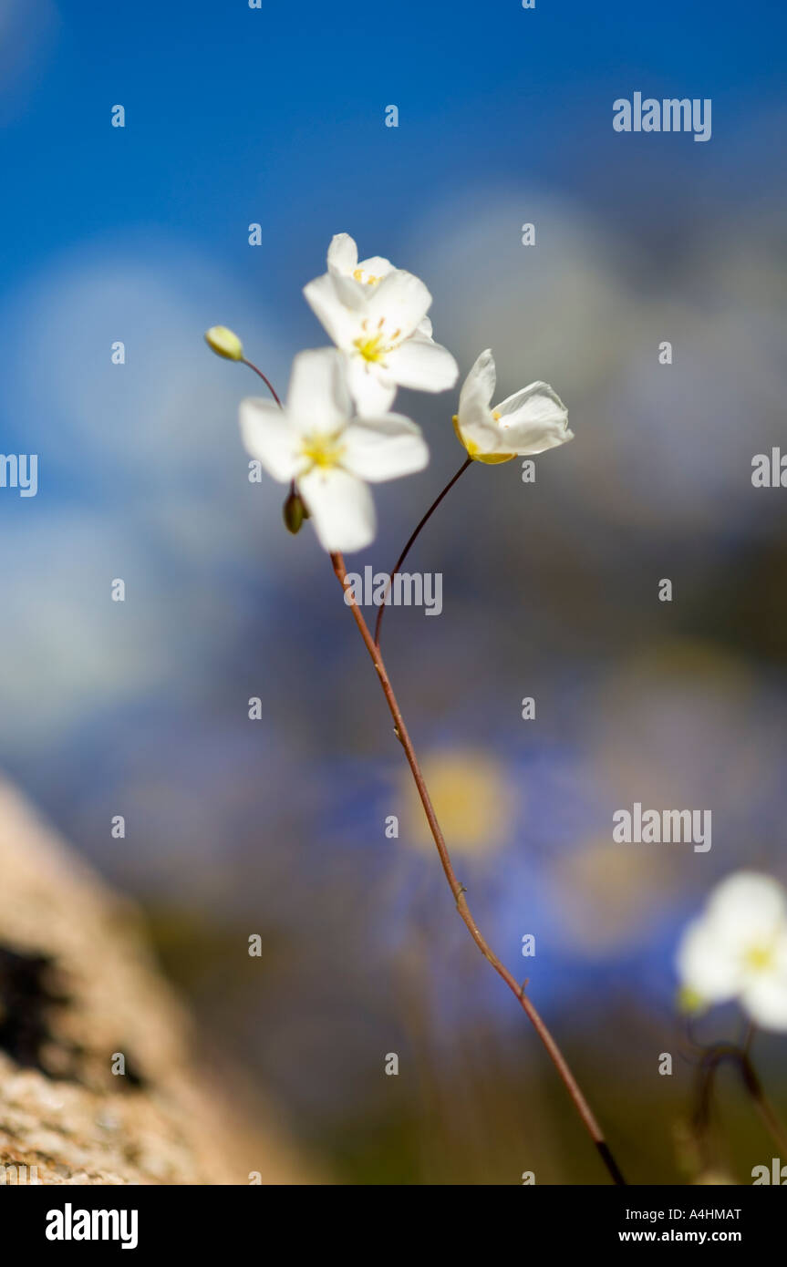 Heliophila variabilis Spring flowers on Kamiesberg near Kamieskroon ...