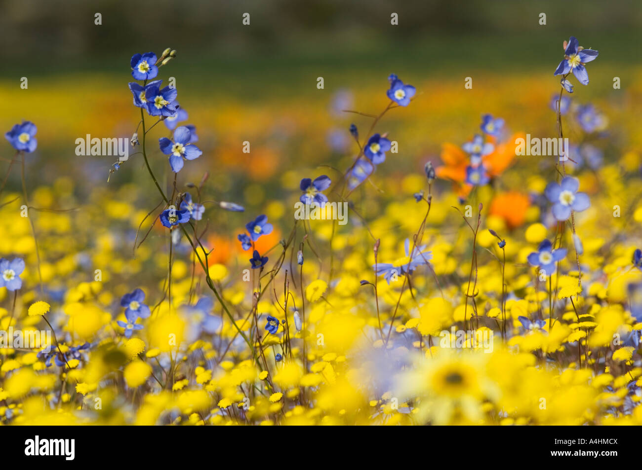 Showy sunflax Heliophila coronopifolia Spring flowers on Kamiesberg ...