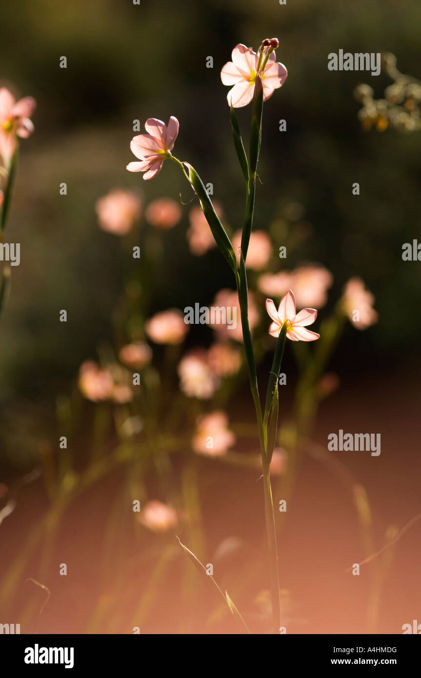 Common Cape tulip Moraea miniata Spring flowers on Kamiesberg near ...
