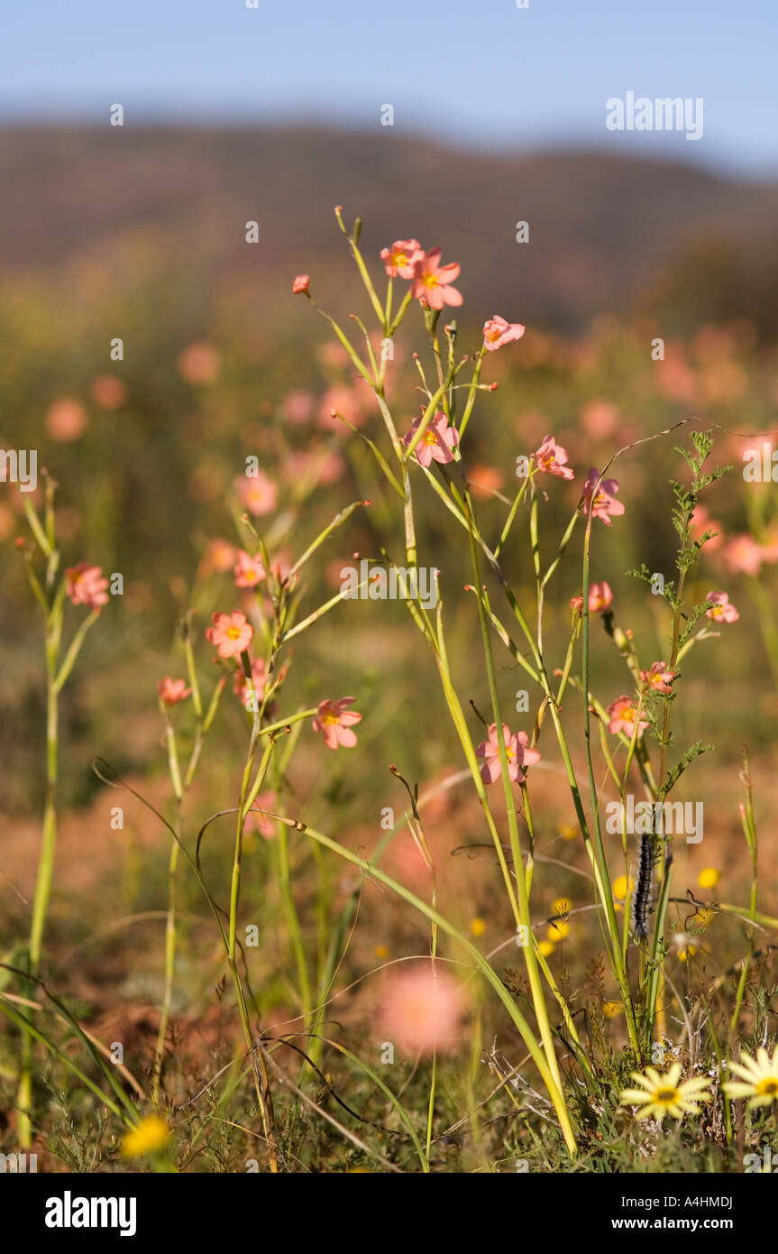 Common Cape tulip Moraea miniata Spring flowers on Kamiesberg near ...