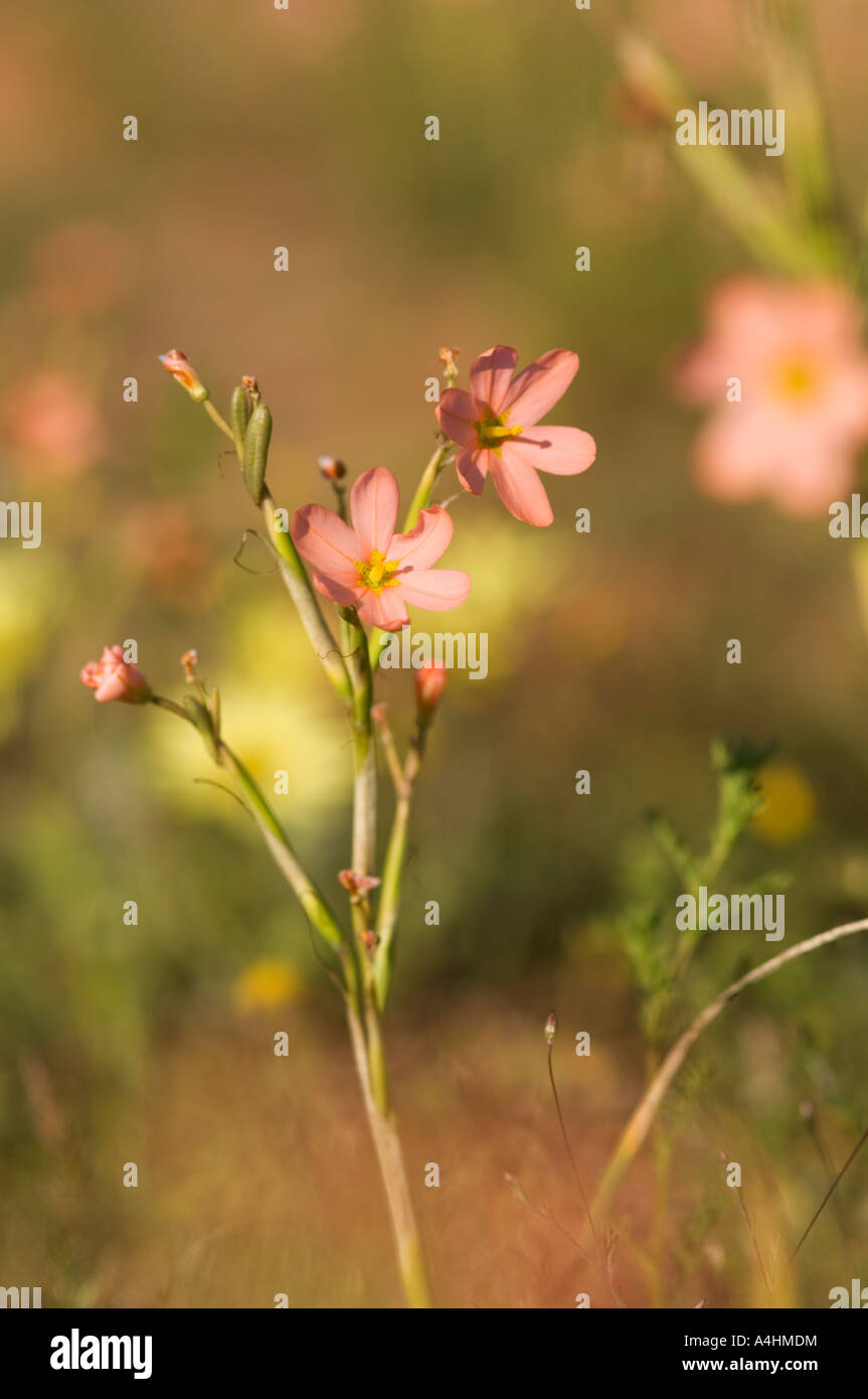Common Cape tulip Moraea miniata Spring flowers on Kamiesberg near ...